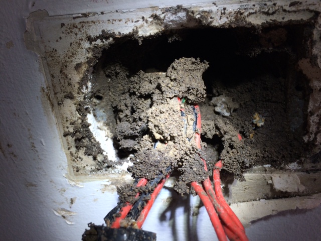 The Hidden Dangers of Termite Attack | Noah's Ark Pest Control